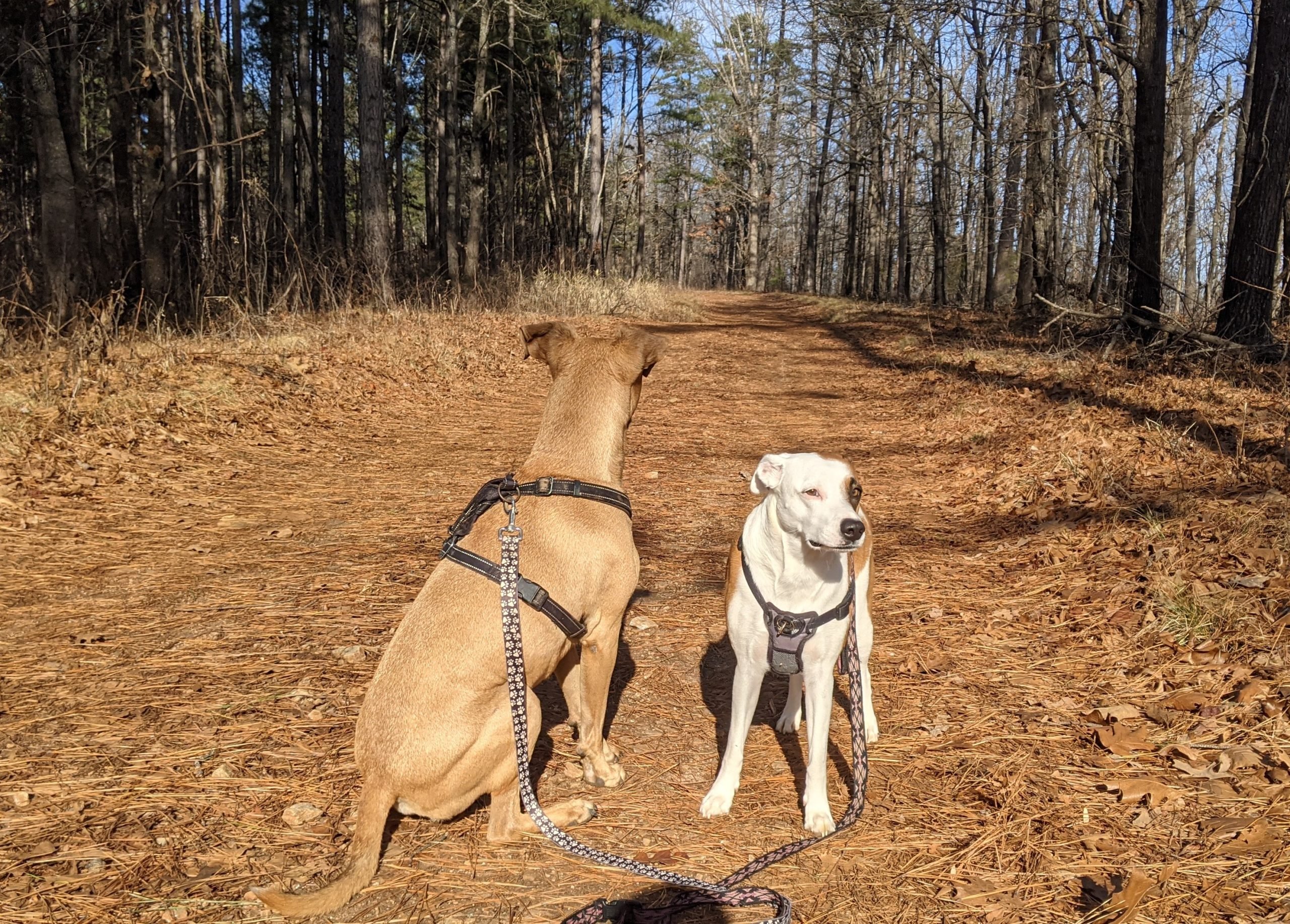 Finding Roman’s Den – Jon Penland